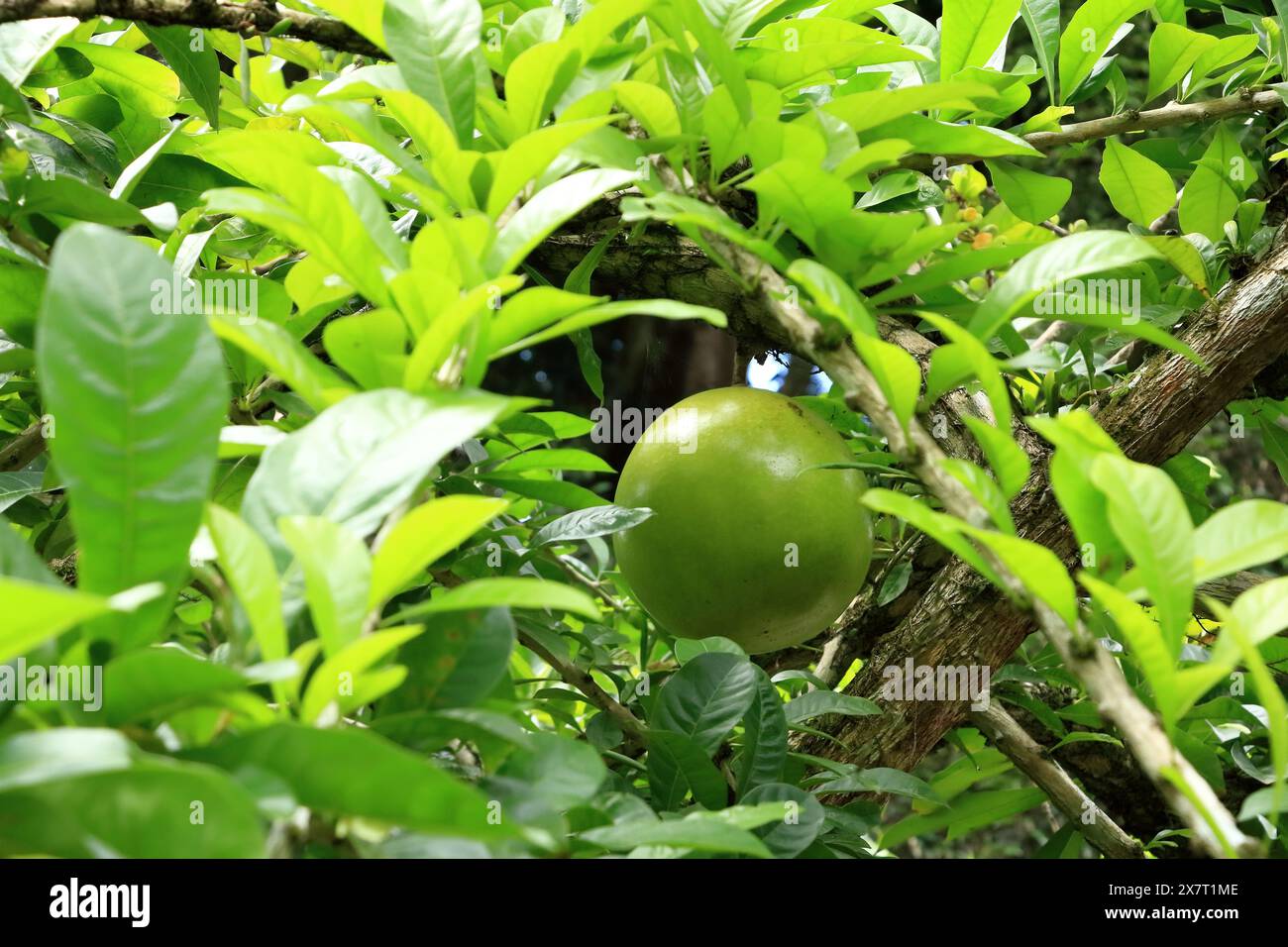 Crescentia cujete fruit, also called Calabash tree or mojo, Bali in ...