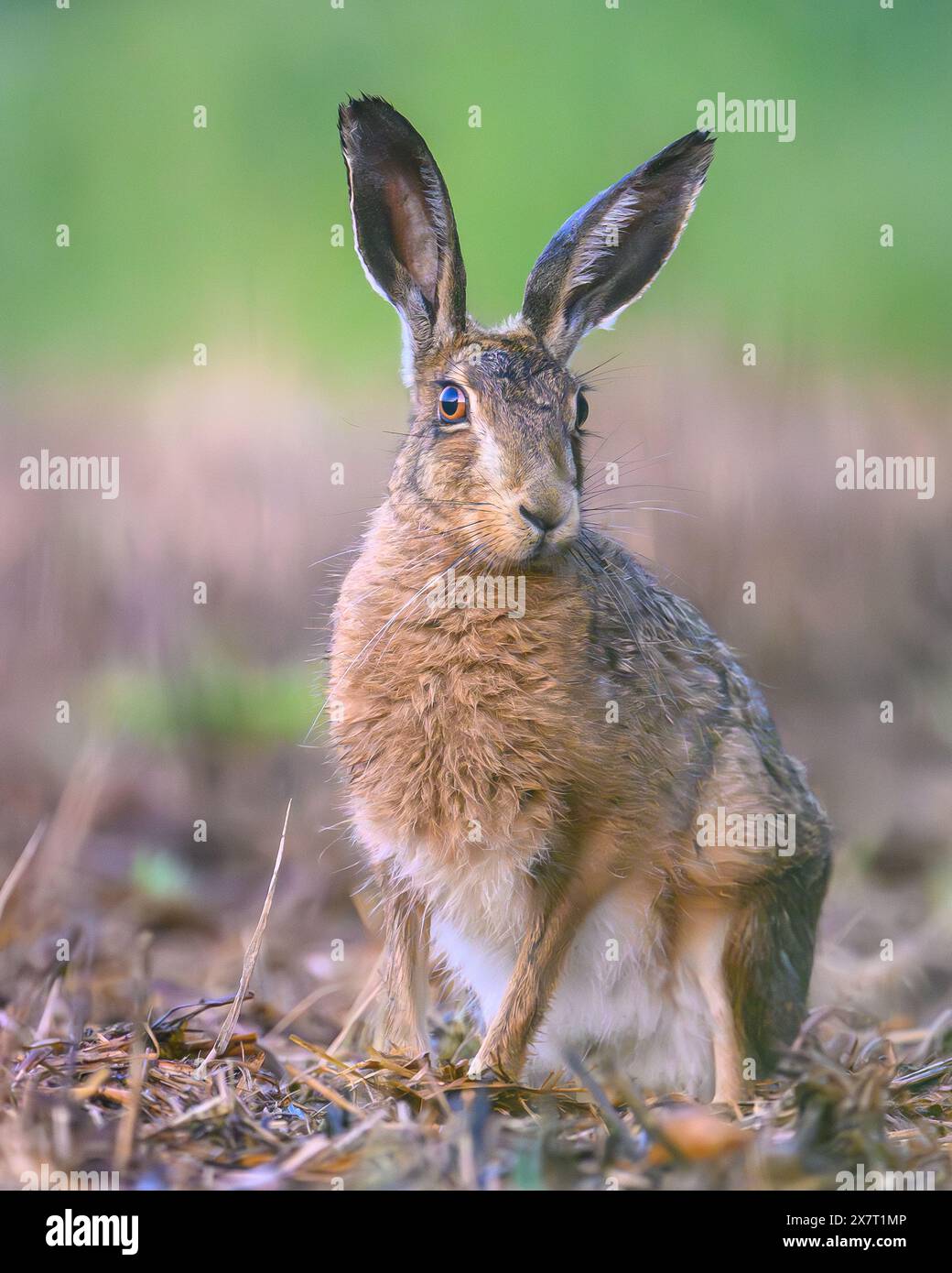 Hare ears back hi-res stock photography and images - Alamy