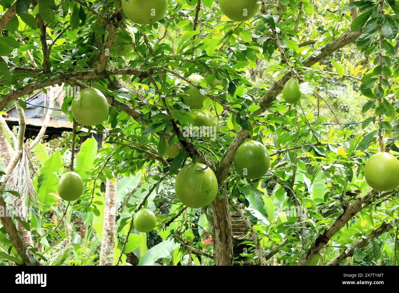 Crescentia cujete fruit, also called Calabash tree or mojo, Bali in ...