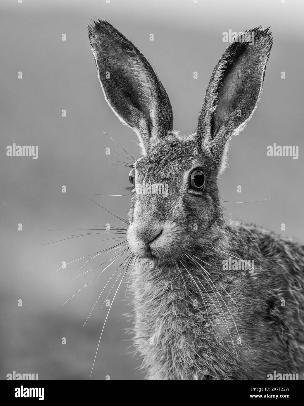 Hare in mono hi-res stock photography and images - Alamy