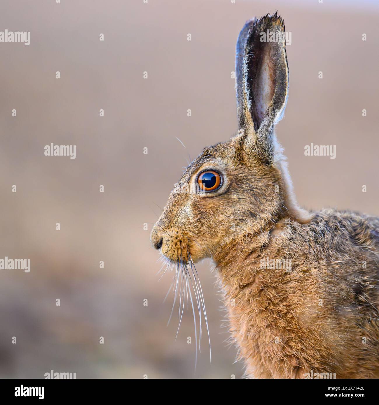 Hare ears back hi-res stock photography and images - Alamy
