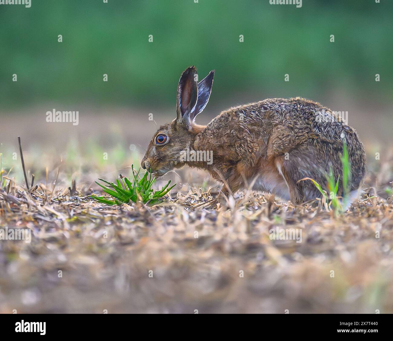 Hare in a scrape hi-res stock photography and images - Alamy
