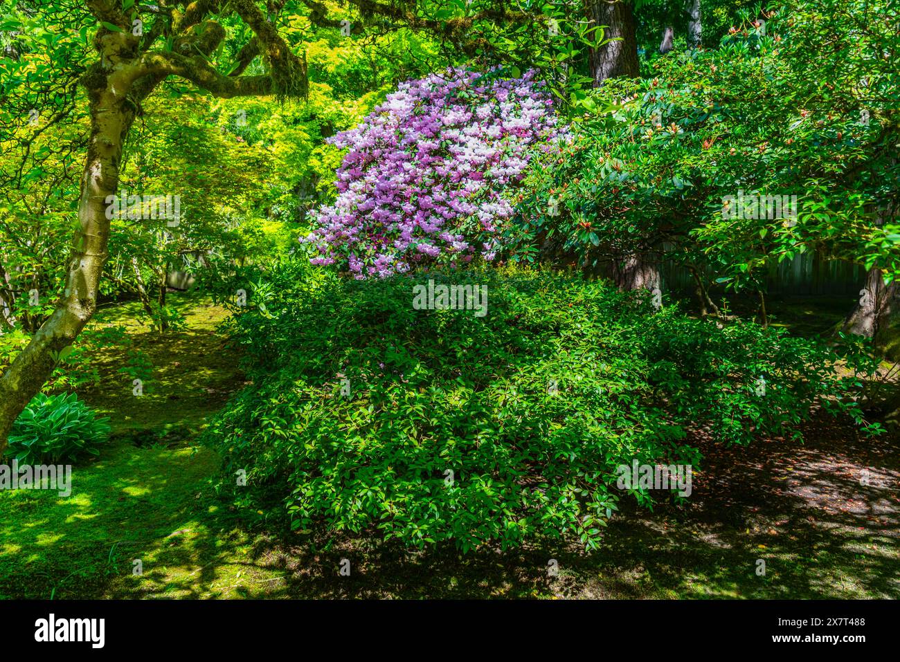 Purple flowers in a Japanese garden in Seattle, Washington Stock Photo ...