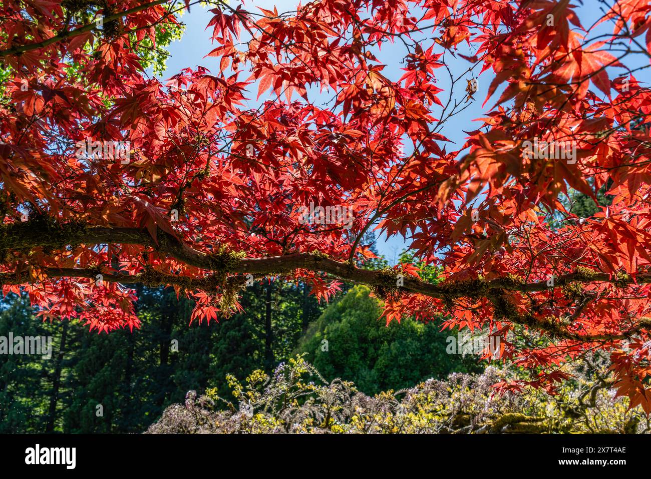 Tree leaves at a Japanese garden in Seattle, Washington Stock Photo - Alamy