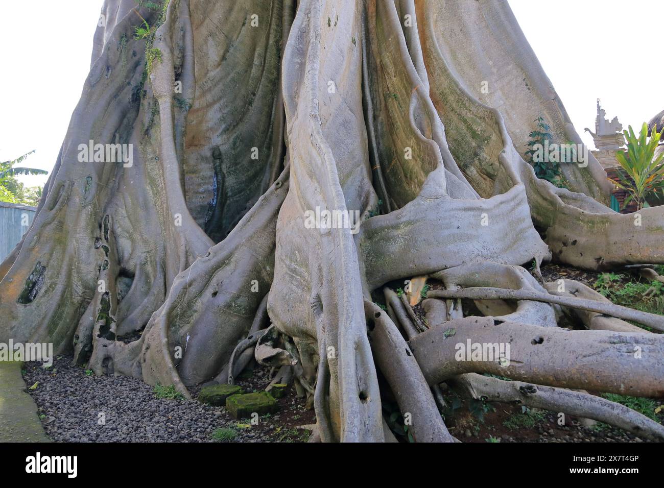 the Large Banyan ancient tree in Kayu Putih, Baru Village, Marga ...