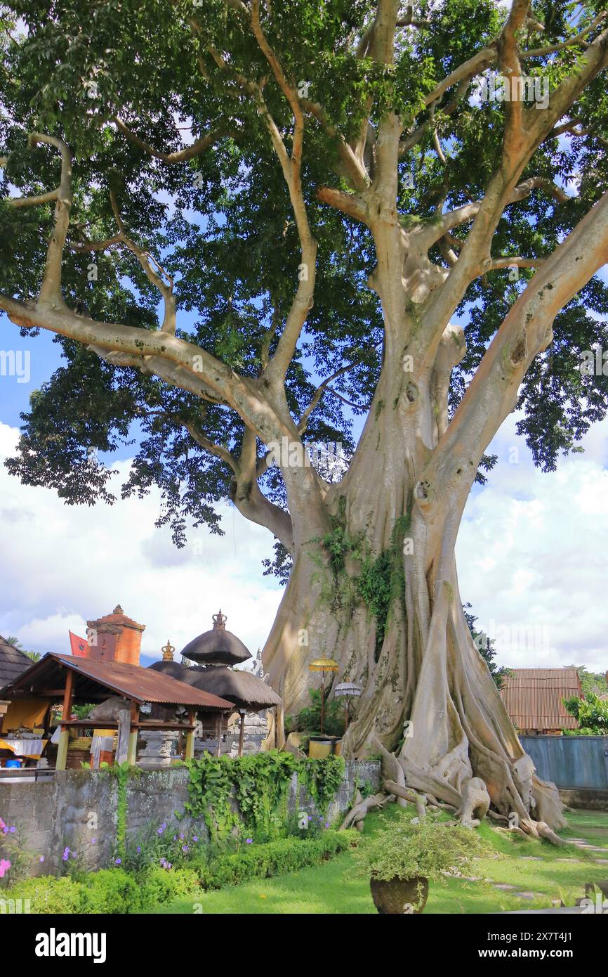 the Large Banyan ancient tree in Kayu Putih, Baru Village, Marga ...