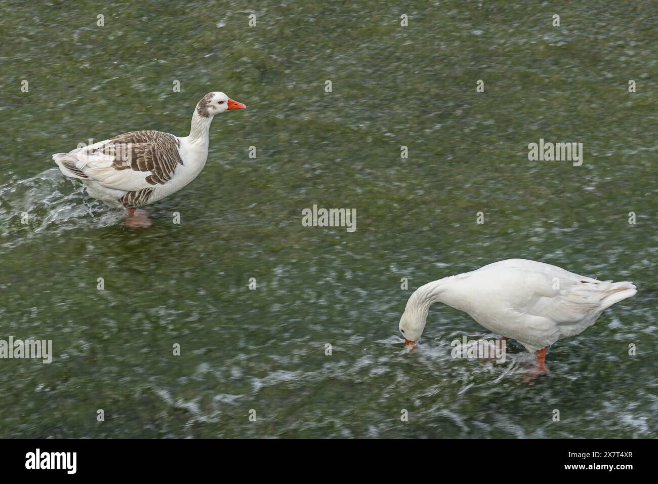 The word "goose", in Spanish, comes from the Germanic Gans, it has been ...