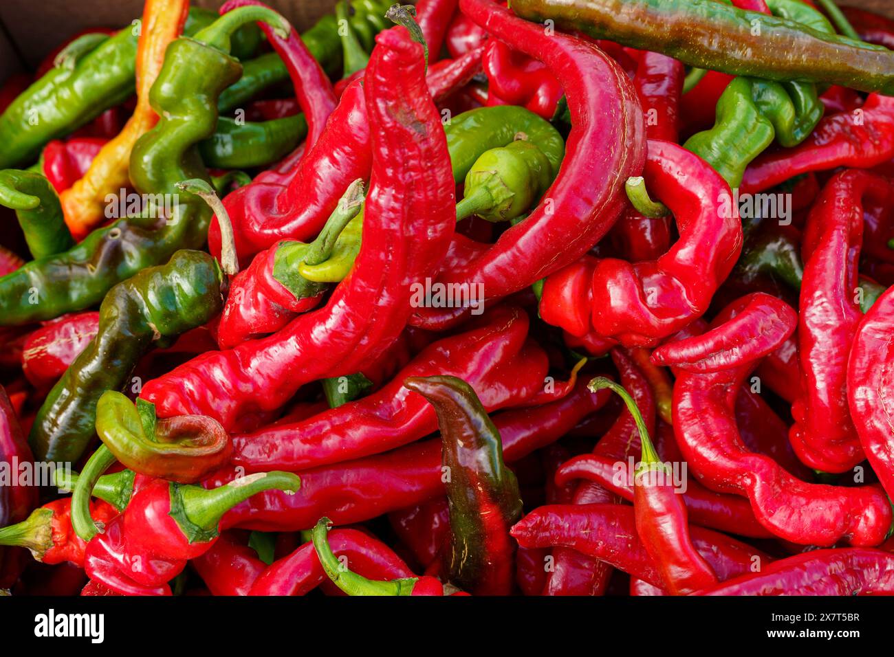 A pile of vibrant red hot peppers, with some green ones interspersed ...