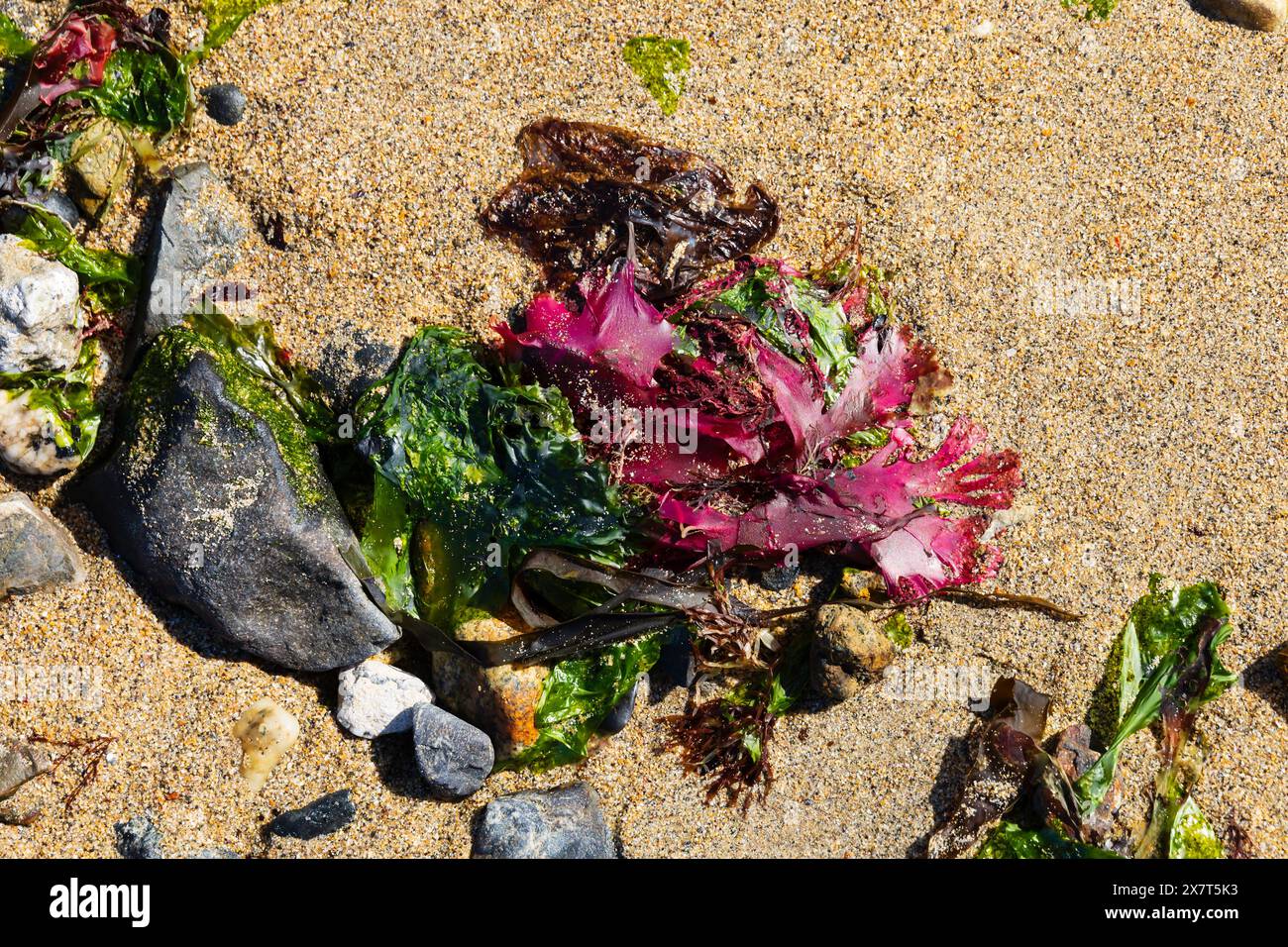 Multi coloured types of seaweed on the beach. The picturesque fishing ...