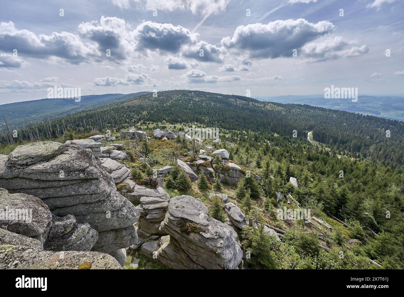 Dying forest due to bark beetle infestation in the Bavarian Forest near ...