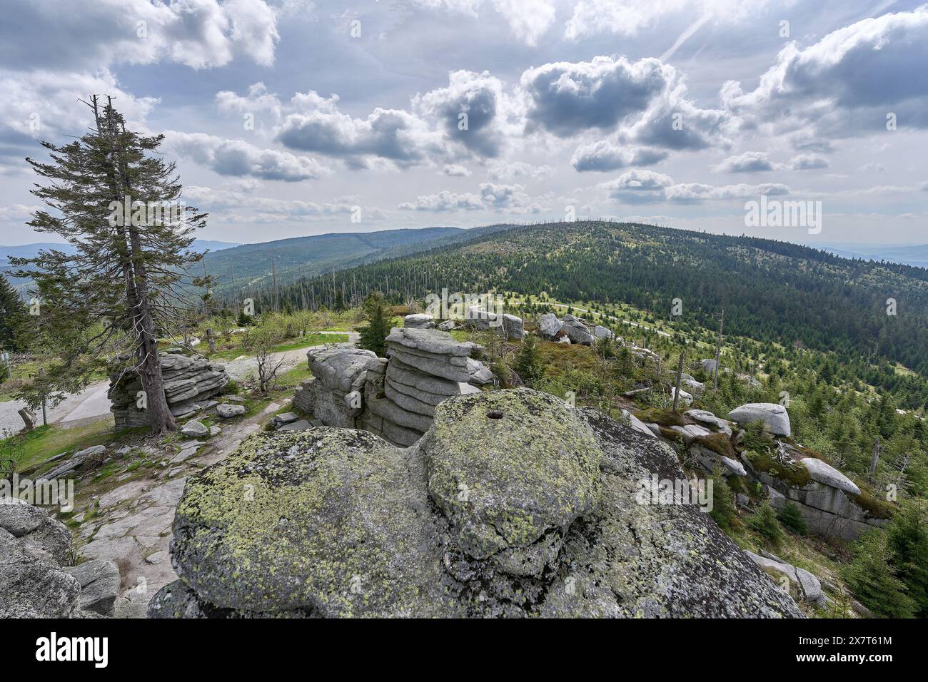 Dying forest due to bark beetle infestation in the Bavarian Forest near ...