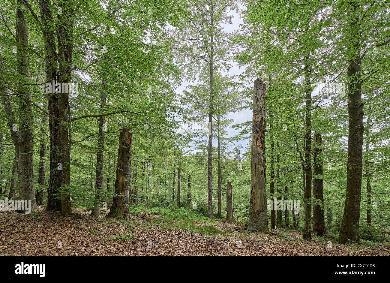 Dying forest due to bark beetle infestation in the Bavarian Forest near ...