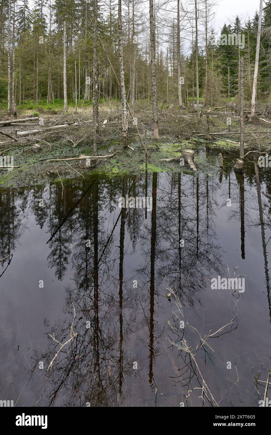 Dying forest due to bark beetle infestation in the Bavarian Forest near ...
