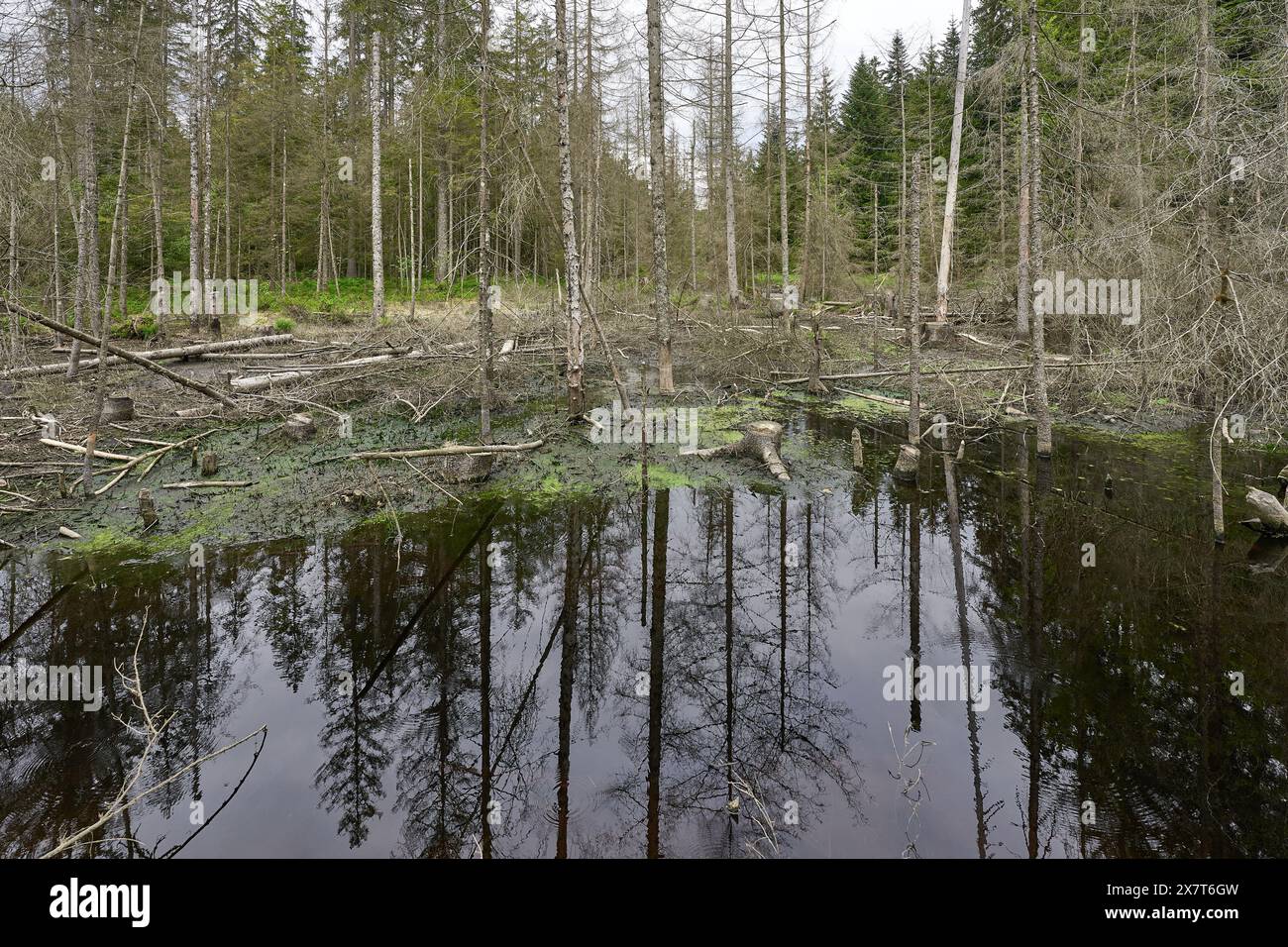 Dying forest due to bark beetle infestation in the Bavarian Forest near ...