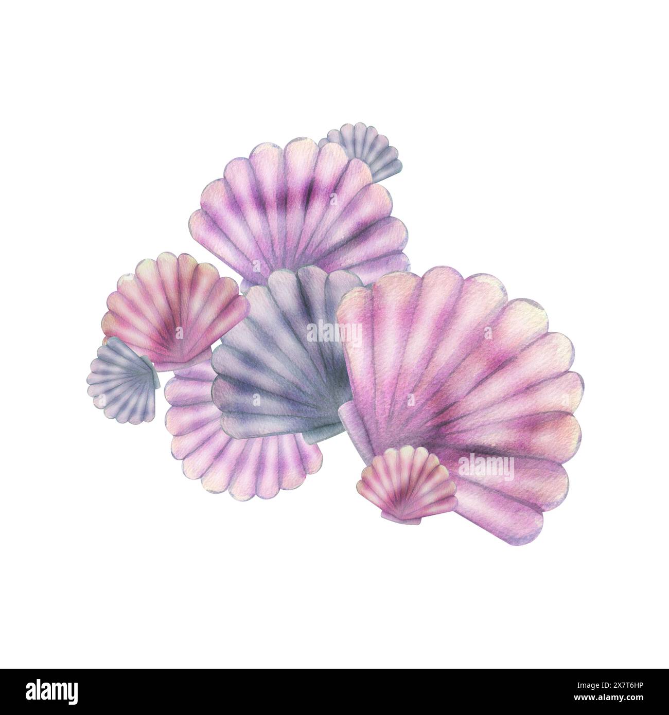 Scallop seashells. Watercolor illustration. Isolated composition on a ...