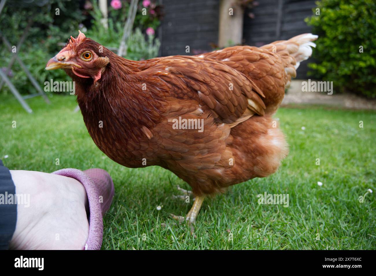 Curious hen hi-res stock photography and images - Alamy