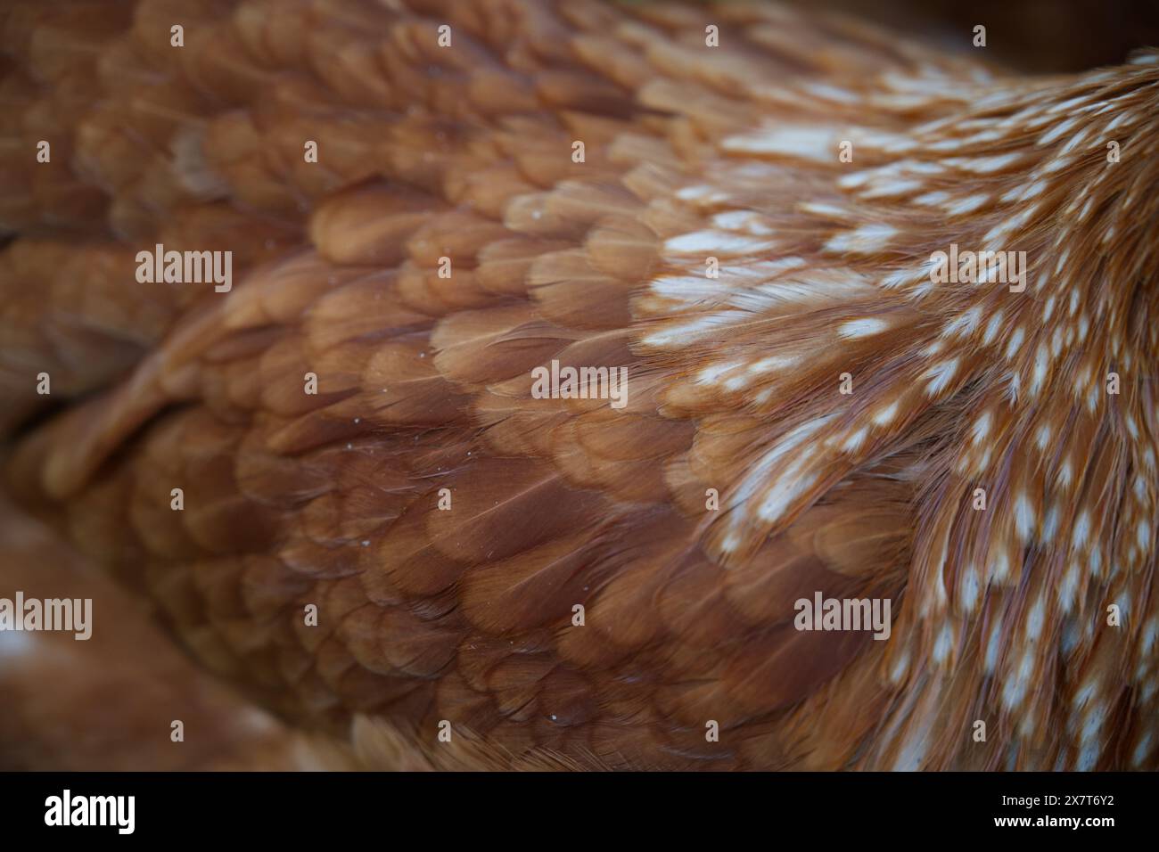 Hen body hi-res stock photography and images - Alamy