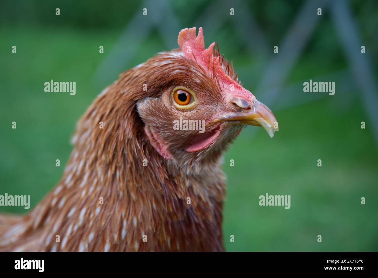Domestic hen on garden hi-res stock photography and images - Alamy