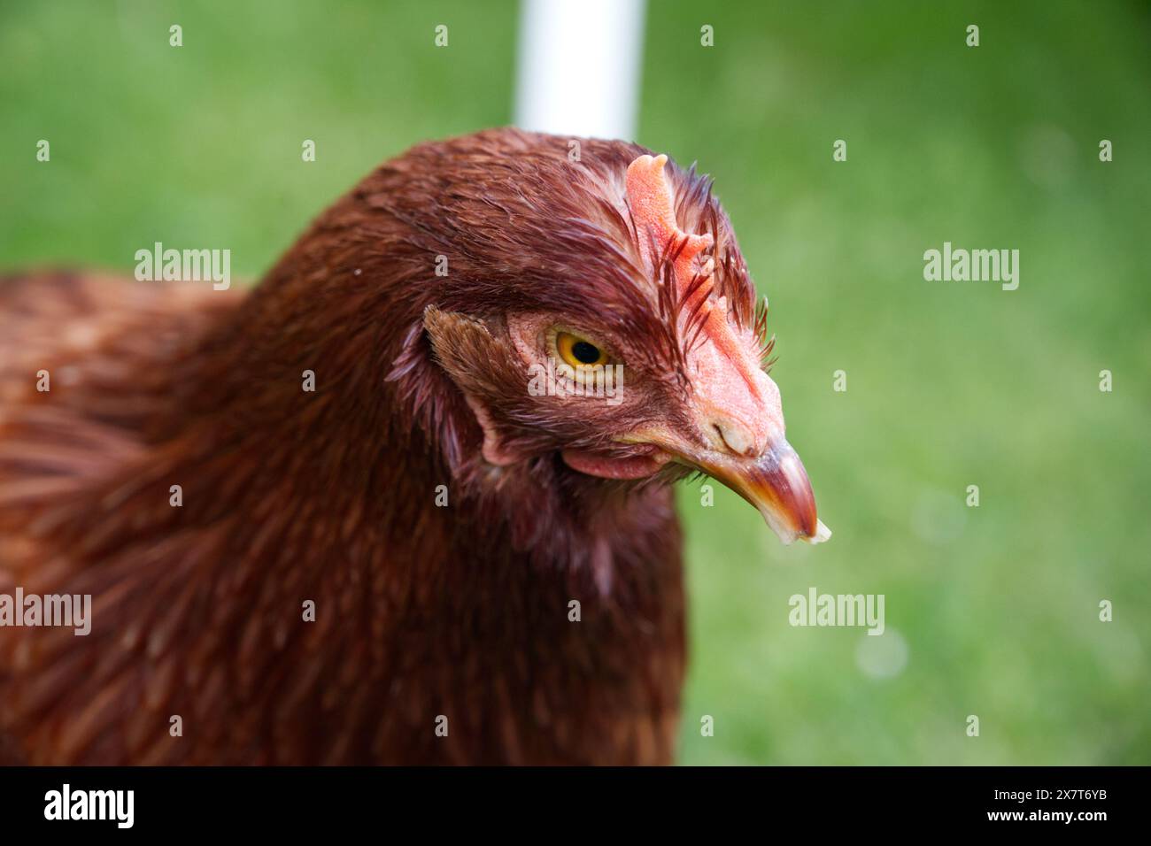 The head of a pet hen Stock Photo - Alamy