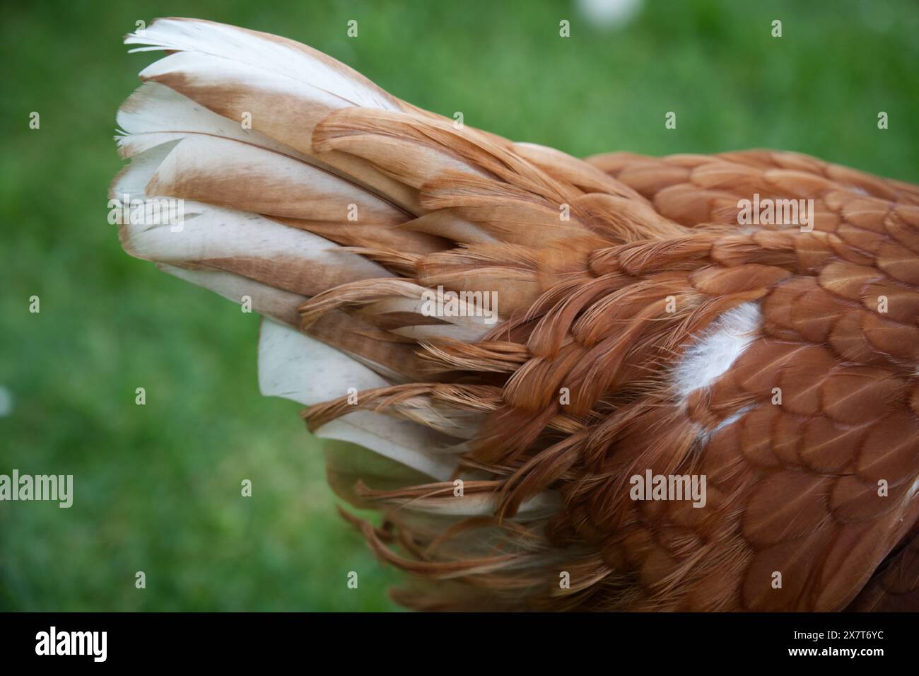 Chicken tail feathers hi-res stock photography and images - Alamy