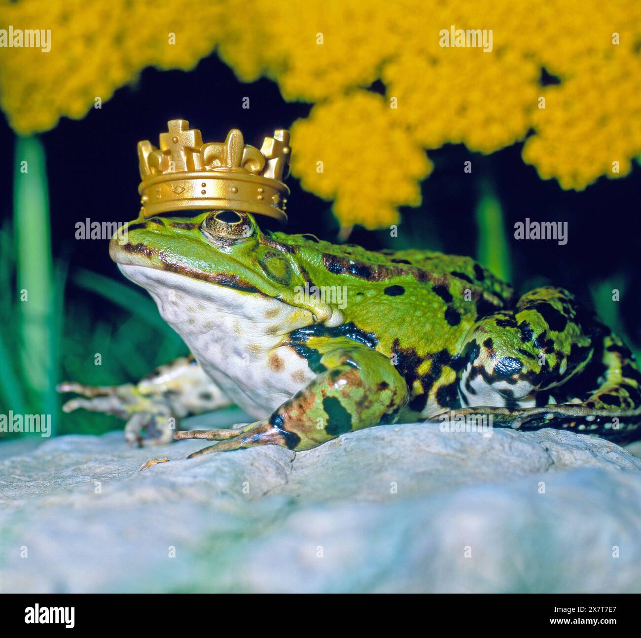 Tiere im Maerchen, Wasserfrosch mit Krone als Froschkoenig Froschkoenig ...