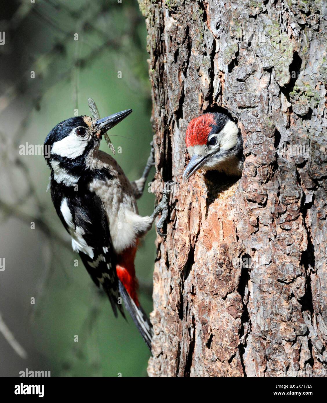 Buntspecht Weibchen mit Futter im Schnabel fuer die hungrigen ...