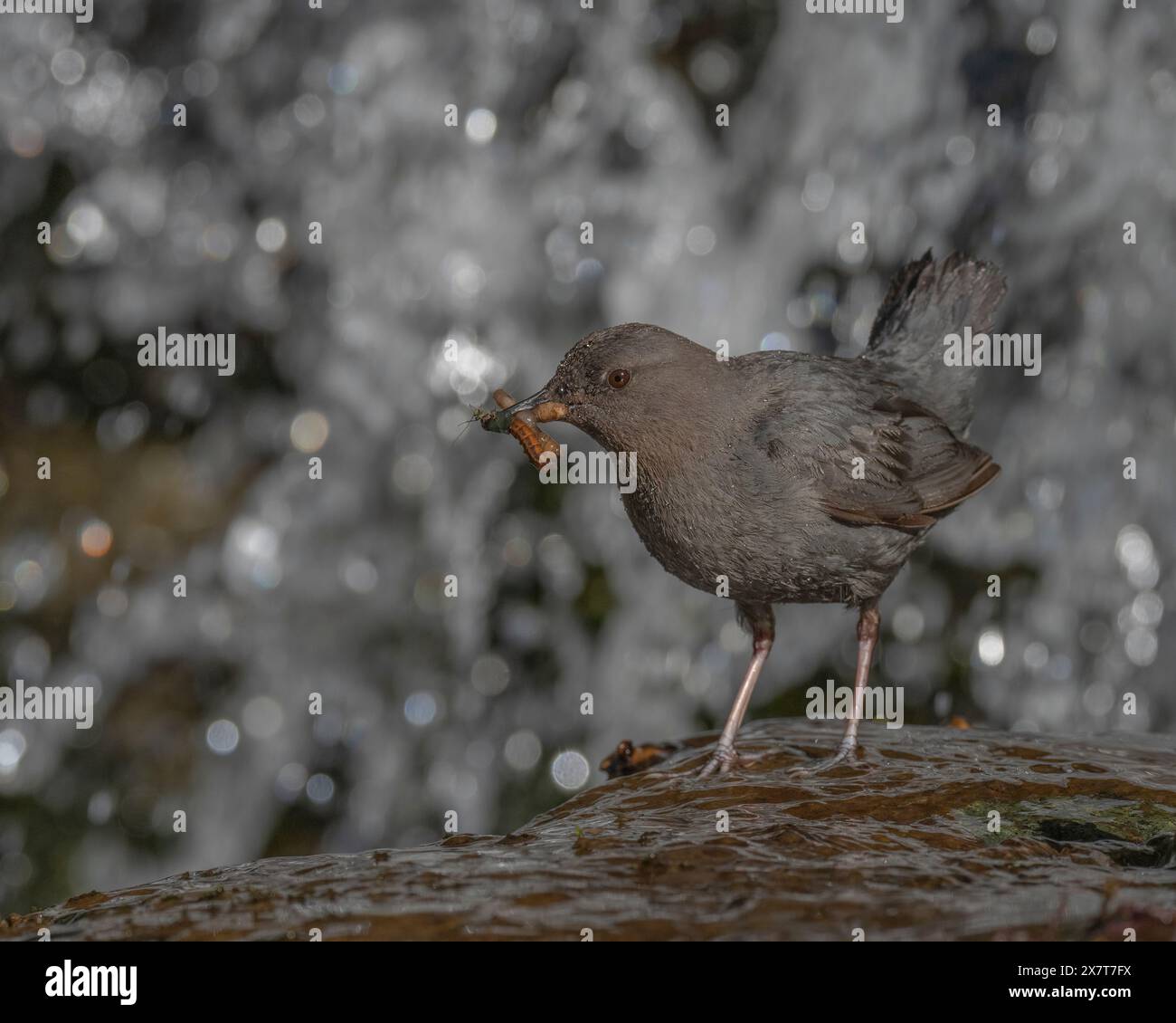 An adult American Dipper standing near a waterfall bringing aquatic ...