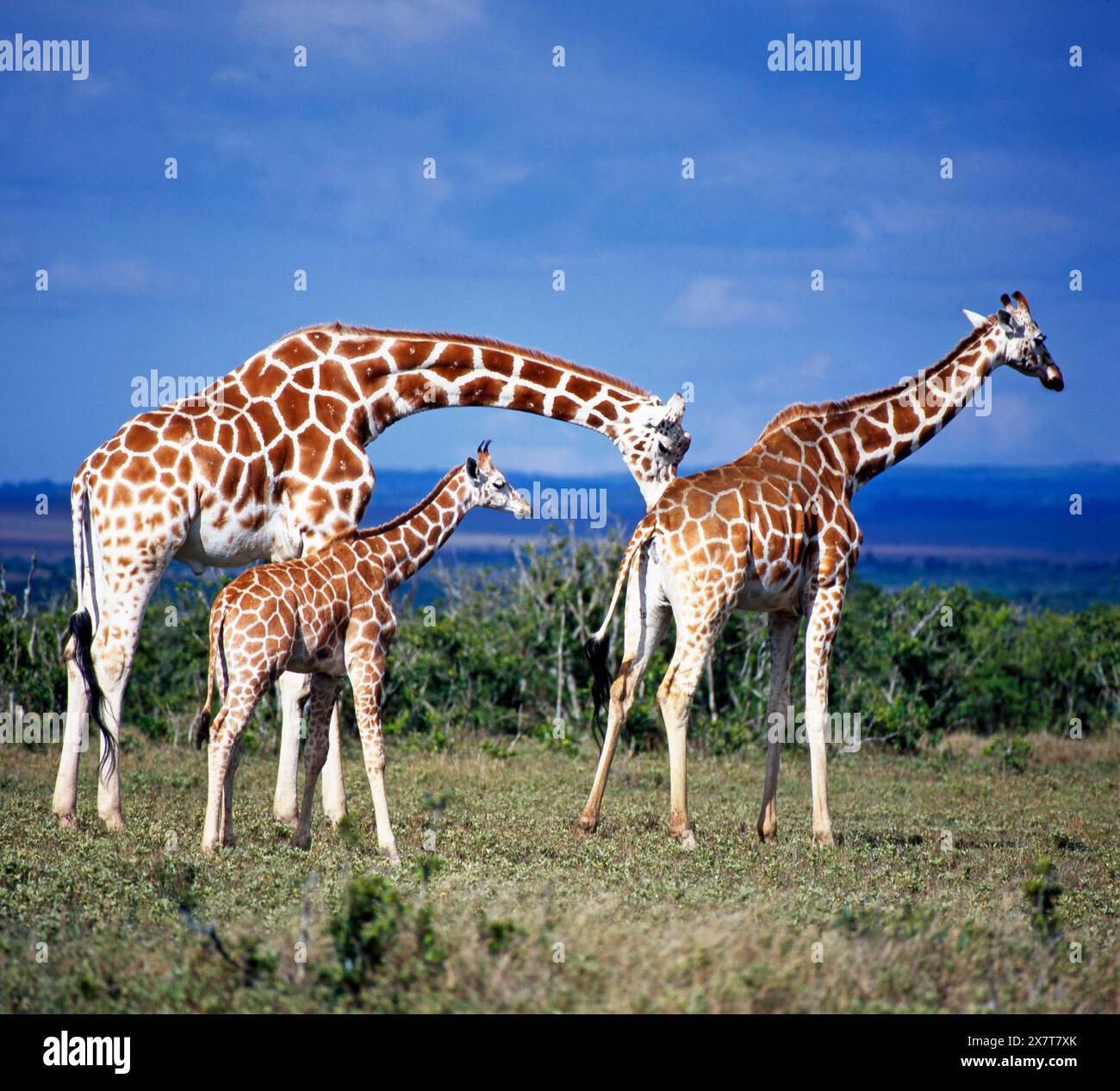 Eine Gruppe seltener Netzgiraffen mit markantem Fellmuster, Giraffa ...