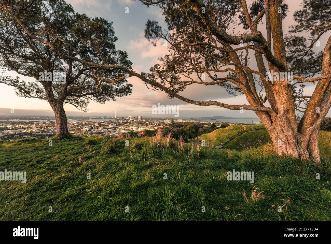 Viewpoint of Mount Eden with iconic tree and sky tower among ...