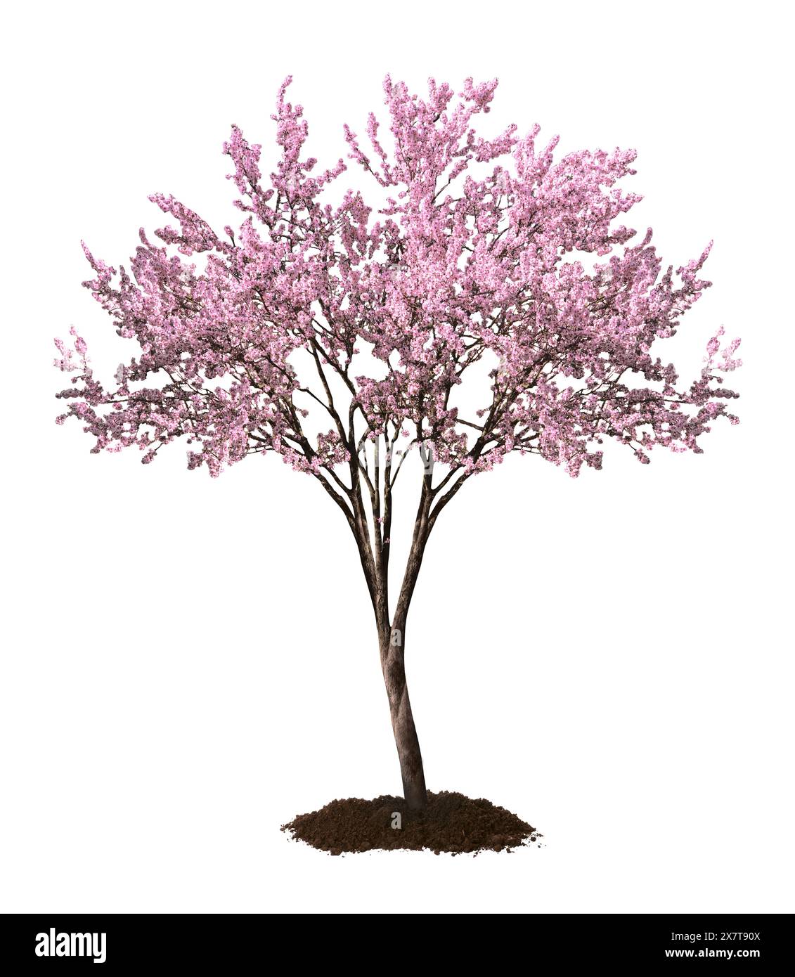 Backyard spring flowers Cut Out Stock Images & Pictures - Alamy