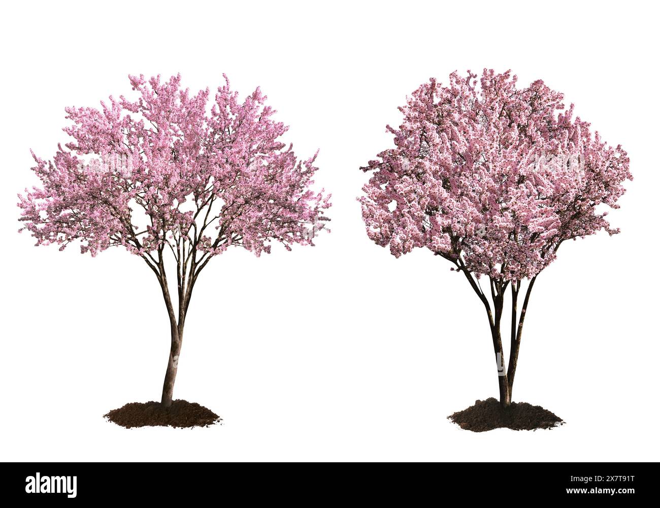 Beautiful blossoming spring trees isolated on white Stock Photo - Alamy