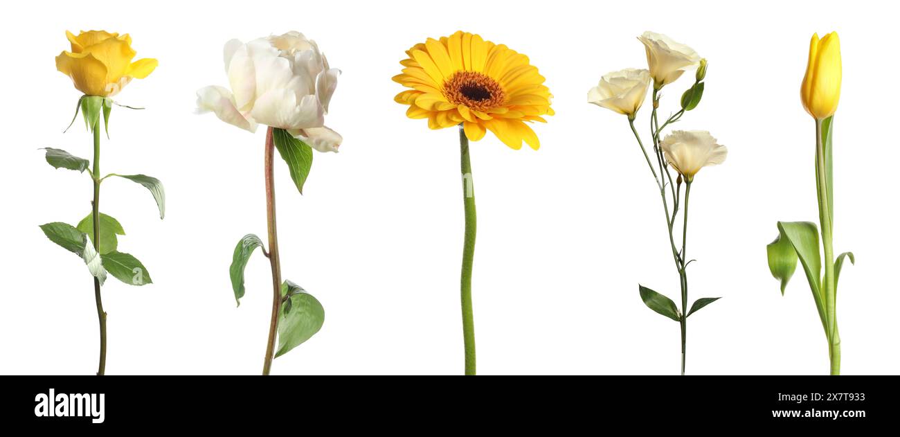Different beautiful flowers isolated on white, set Stock Photo - Alamy