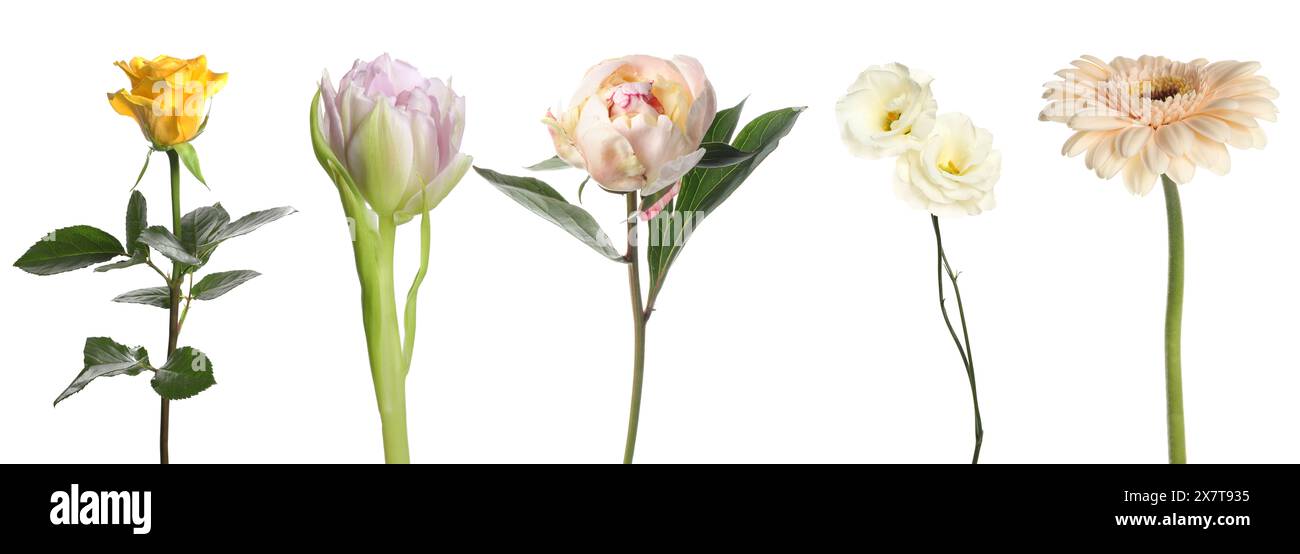 Different beautiful flowers isolated on white, set Stock Photo - Alamy