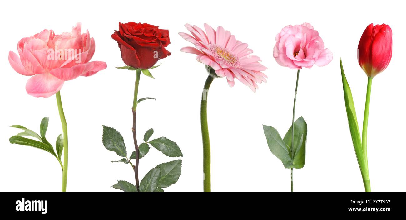 Different beautiful flowers isolated on white, set Stock Photo - Alamy