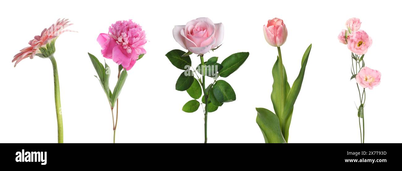 Different beautiful flowers isolated on white, set Stock Photo - Alamy