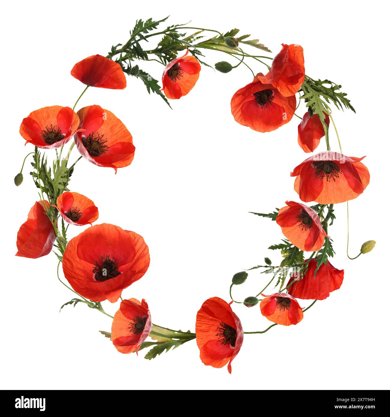 Poppy wreath isolated Cut Out Stock Images & Pictures - Alamy