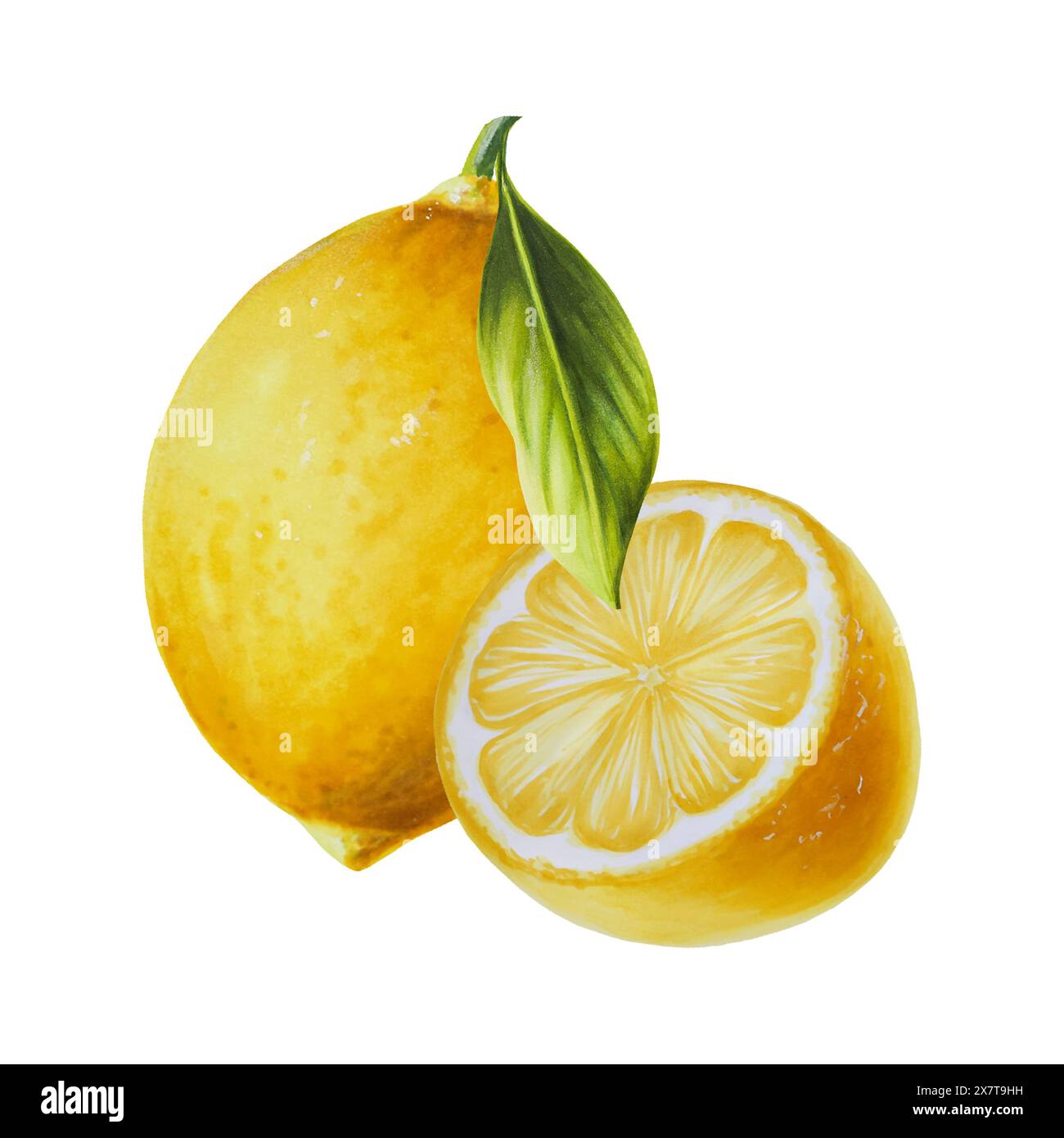 Hand drawn yellow lemons slices Cut Out Stock Images & Pictures - Alamy