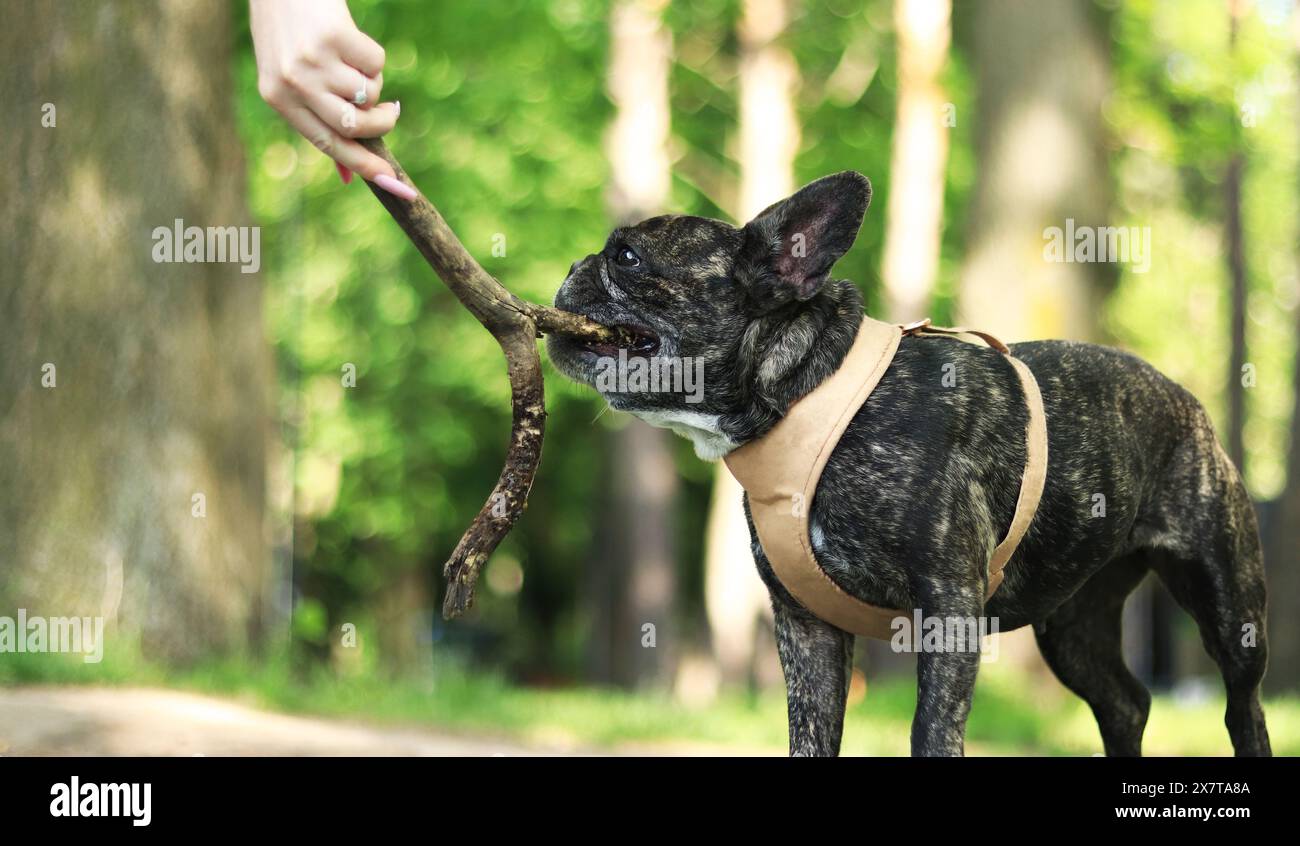 French bulldog on a walk. The dog is chewing a stick. Bulldog dark coat ...