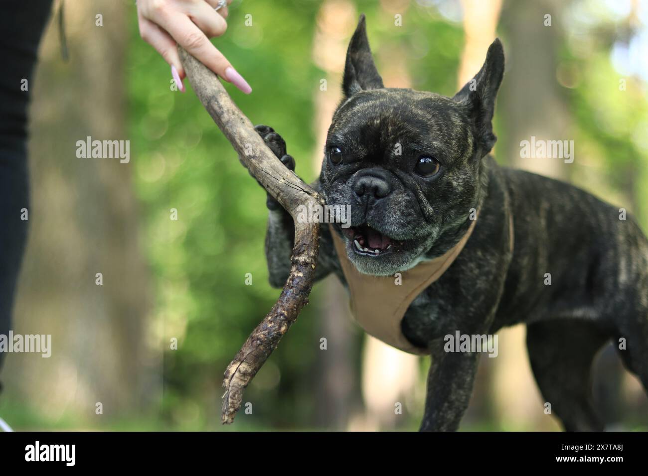 French bulldog on a walk. The dog is chewing a stick. Bulldog dark coat ...