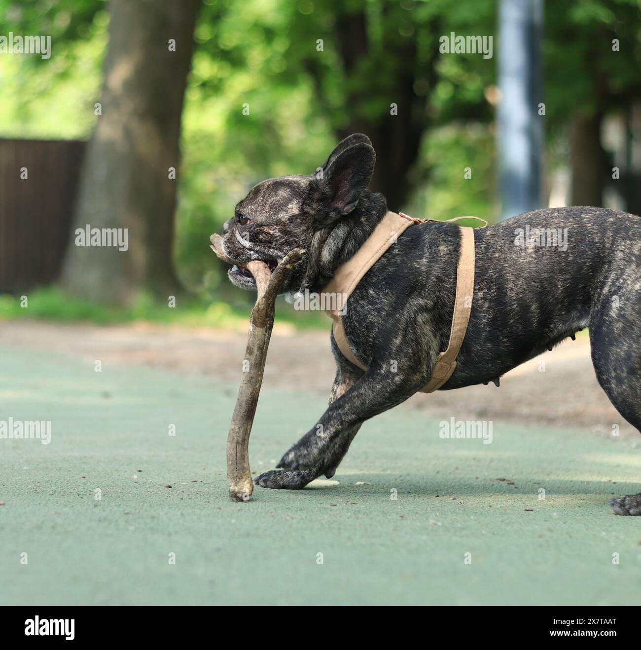 French bulldog on a walk. The dog is chewing a stick. Bulldog dark coat ...