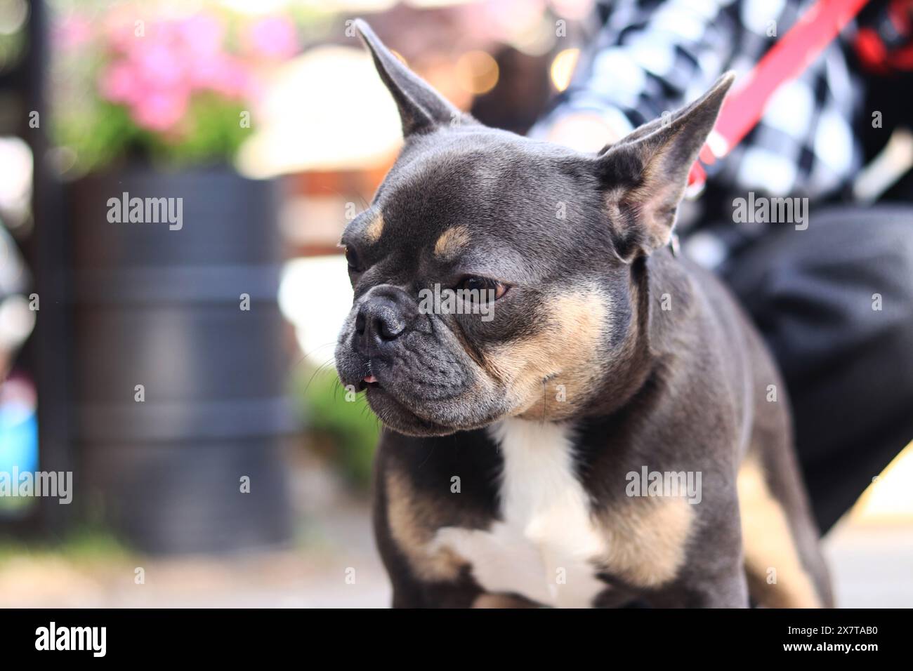 French bulldog on a walk. The dog is walking on the street. Bulldog ...
