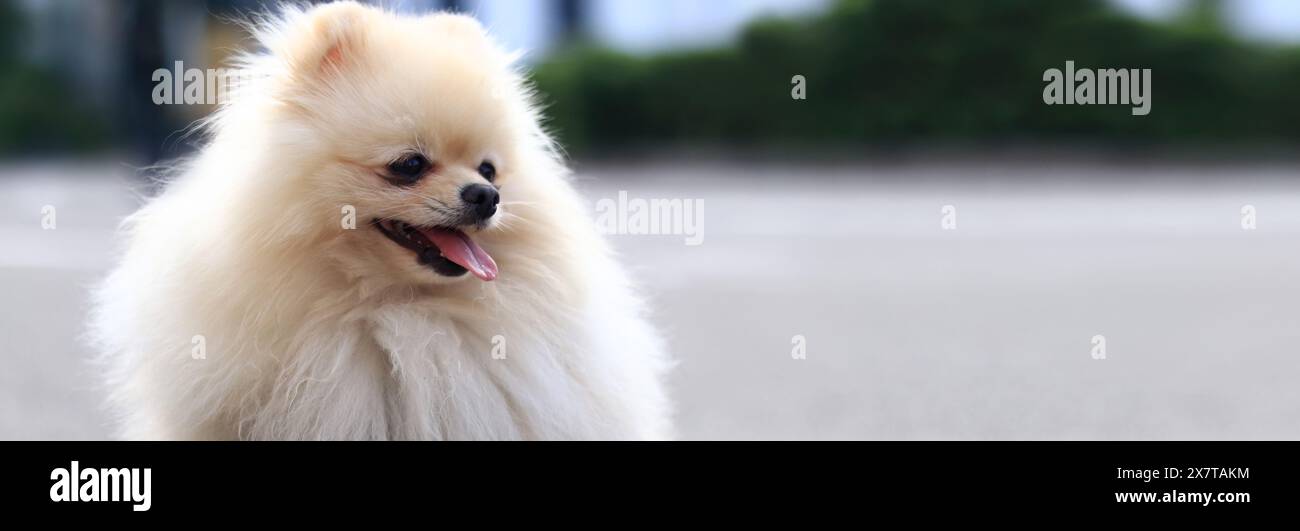 Pomeranian Spitz on a walk. A small dog on a leash walks in the park. A ...
