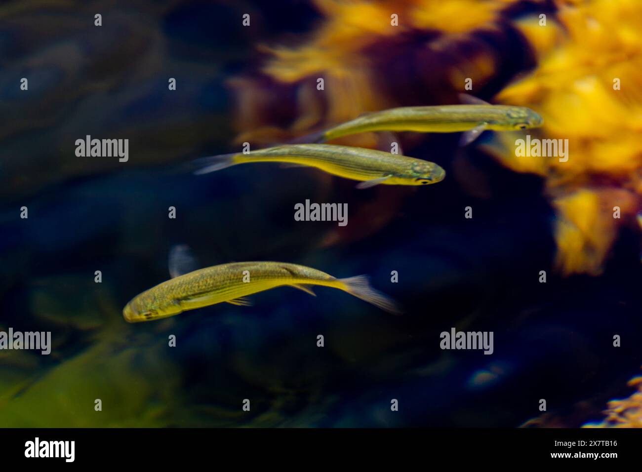 small wild fish in the Mediterranean Sea taken in Malta Stock Photo - Alamy