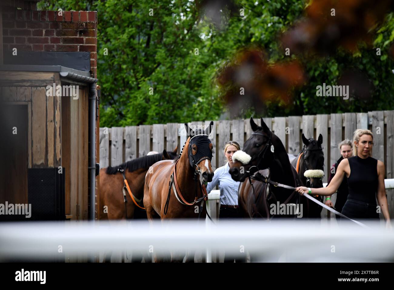 York Races Dante Festival 2024 horses going to parade ring Stock Photo ...