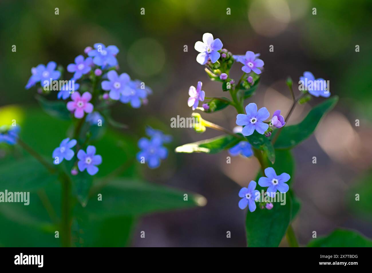 Blue flowers of true forget-me-not (Myosotis scorpioides). Closeup ...