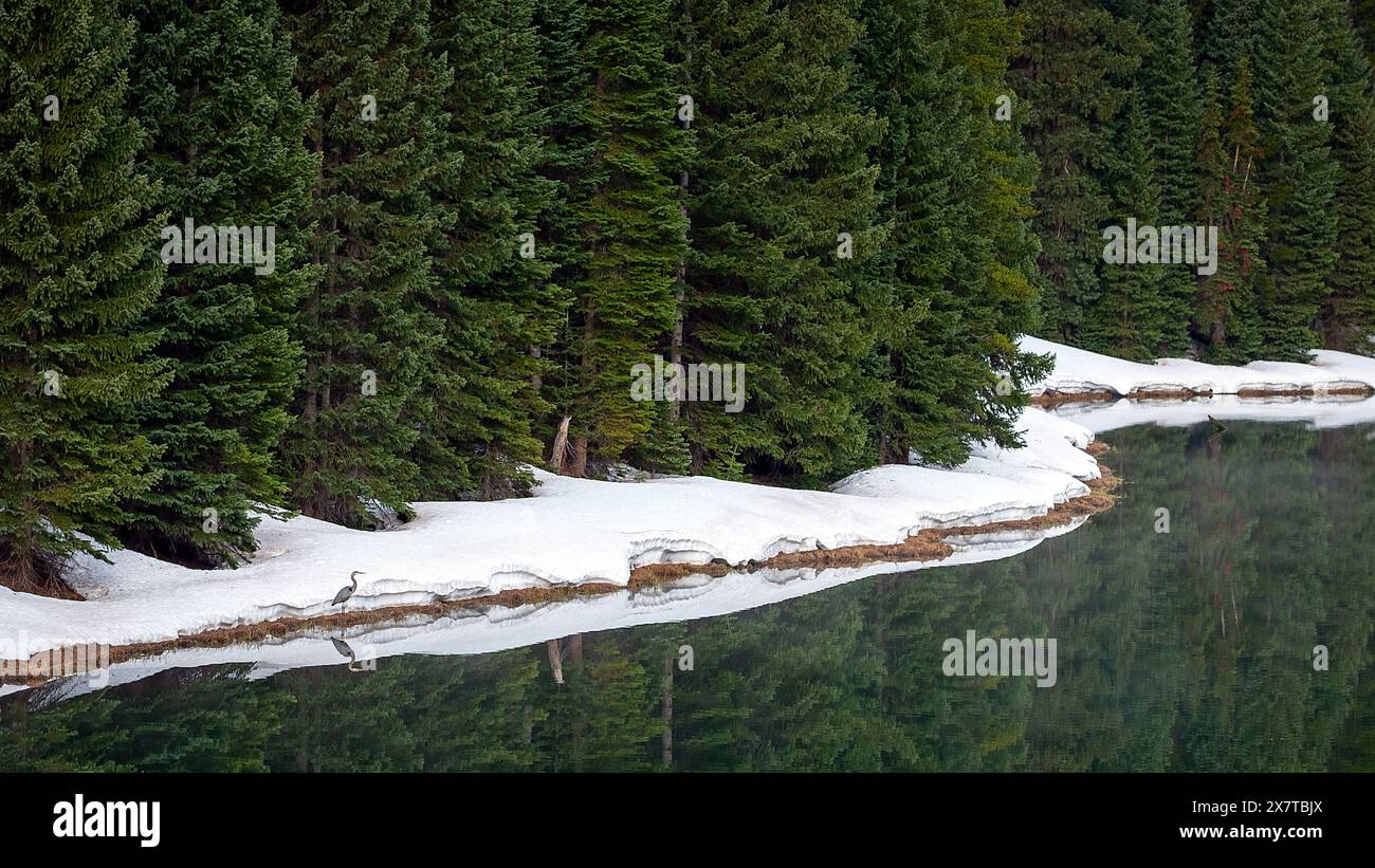 May 21, 2024: A young great blue heron feeds within the stillness of a ...