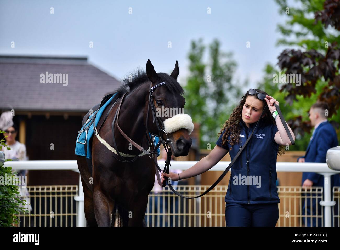 Lord protector horse hi-res stock photography and images - Alamy
