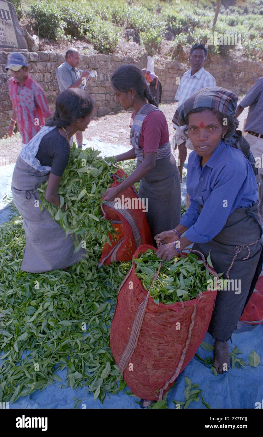 SRI LANKA: Women tea pickers often recruited from India and the Tamar ...