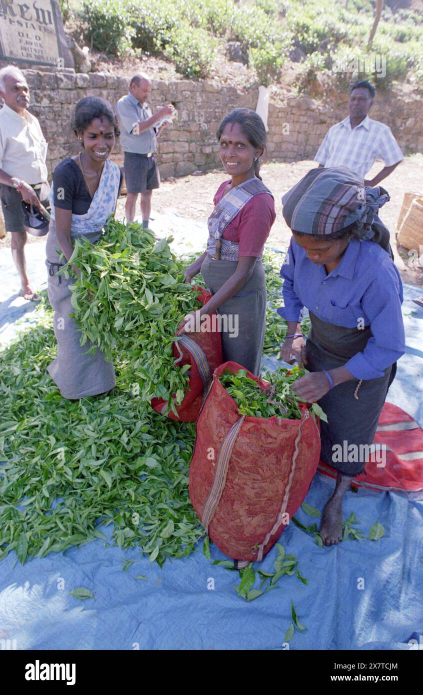 SRI LANKA: Women tea pickers often recruited from India and the Tamar ...