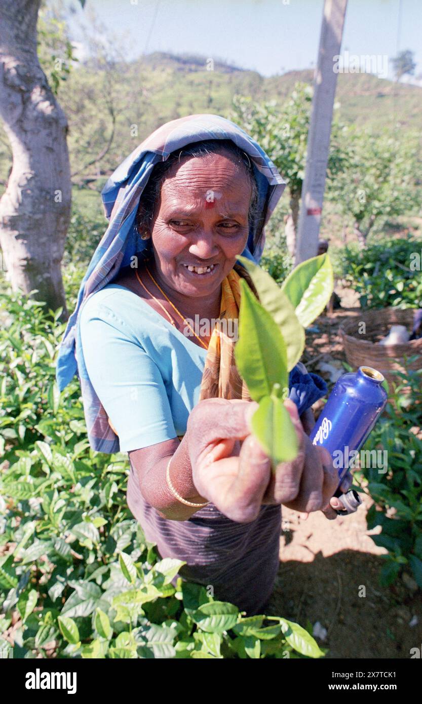 SRI LANKA: Women tea pickers often recruited from India and the Tamar ...